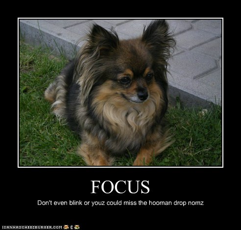 FOCUS - I Has A Hotdog - Dog Pictures - Funny pictures of dogs - Dog ...