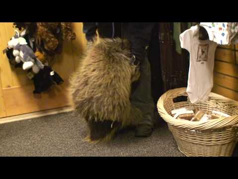 Daily Squee - Cute Animals - Cute Baby Animals - Cute Animal Pictures ...