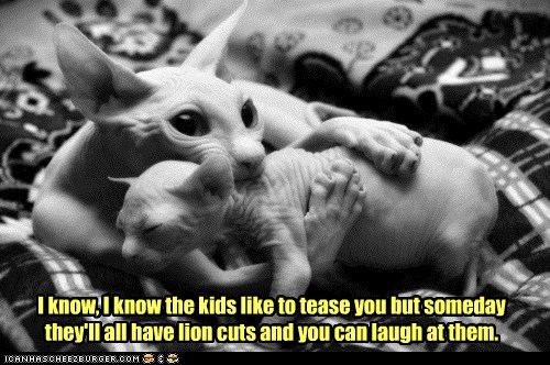 You may be bald - Lolcats - lol | cat memes | funny cats | funny cat ...
