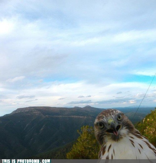 Hawkward - Photobombs - photobomb that guy