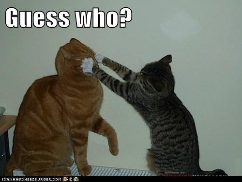 Lolcats - ouch - Page 2 - LOL at Funny Cat Memes - Funny cat pictures ...