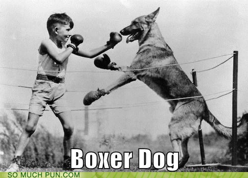 Puns - boxing - Funny Puns - Pun Pictures - Cheezburger