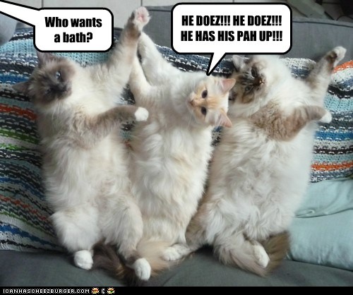 Think fast - Lolcats - lol | cat memes | funny cats | funny cat ...