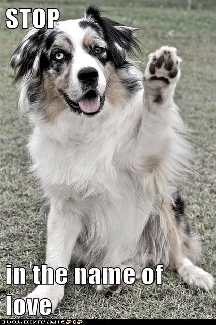 STOP - I Has A Hotdog - Dog Pictures - Funny pictures of dogs - Dog ...