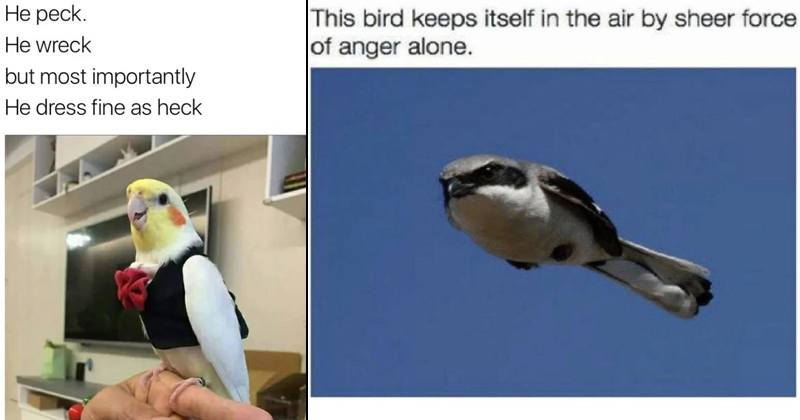 28 Ducking Great Birb Memes That'll You Quack You Right Up - Memebase ...