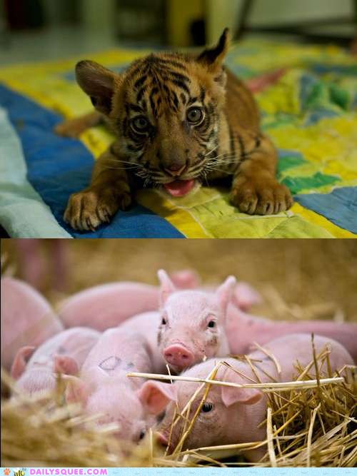Squee Spree: Oinkers vs. Stripes - Daily Squee - Cute Animals - Cute ...