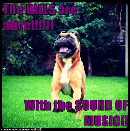 Music Dog Memes