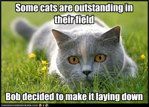 Just don't care - Lolcats - lol | cat memes | funny cats | funny cat ...