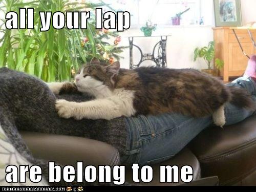all your lap - Lolcats - lol | cat memes | funny cats | funny cat ...