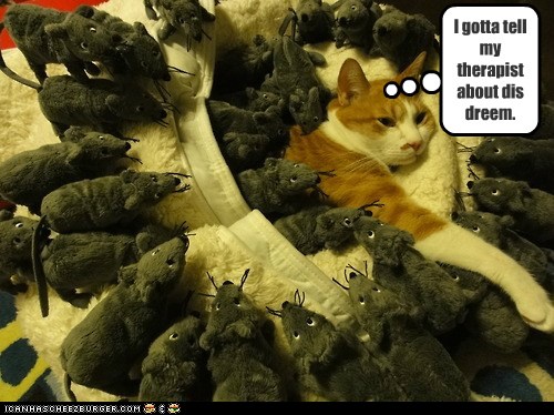 I gotta tell my therapist - Lolcats - lol | cat memes | funny cats ...
