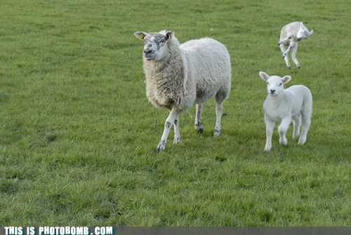 One Lamb Against the Force - Photobombs - photobomb that guy