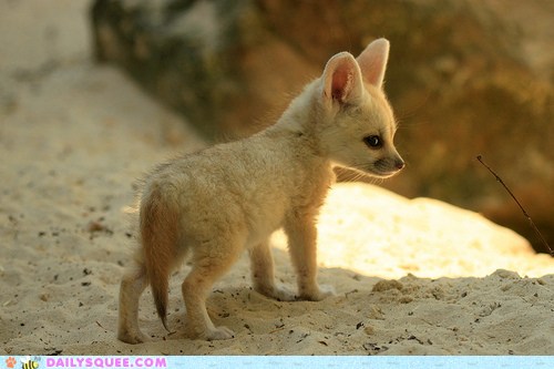 Daily Squee - big ears - Cute Animals in the Cutest Pictures Ever and ...