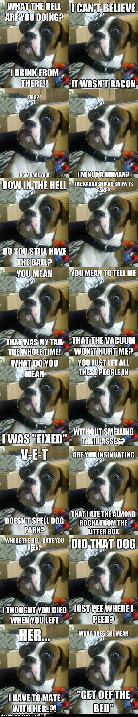 Animal Memes: Introducing Baffled Boxer! - I Can Has Cheezburger?