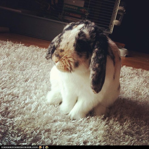 Eternally Sad Bunneh - Daily Squee - Cute Animals - Cute Baby Animals ...