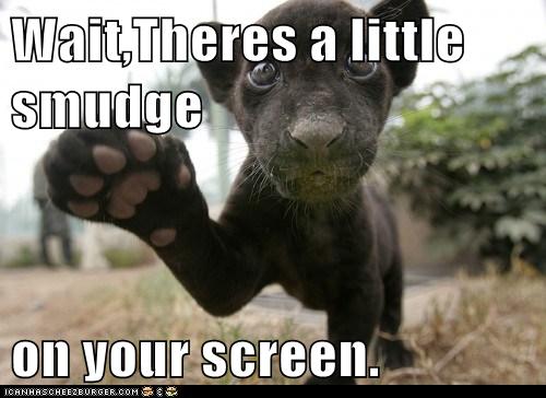 Animal Comedy - cleaning - Animal Comedy - Animal Comedy, funny animals ...