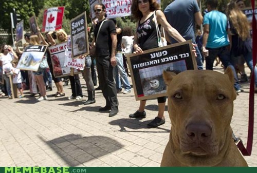Security Dog - Photobombs - photobomb that guy