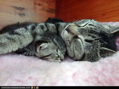 Cyoot Kittehs of teh Day: My Mama is My Blanket - I Can Has Cheezburger?