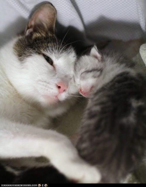 Cyoot Kittehs of teh Day: The Apple of My Eye - I Can Has Cheezburger?