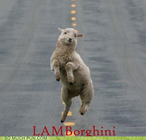 Puns - lamb - Funny Puns - Pun Pictures - Cheezburger