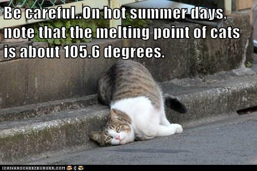 Be careful..On hot summer days, note that the melting point of cats is ...