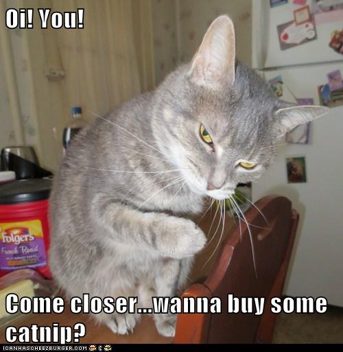 Lolcats - drugs - Page 2 - LOL at Funny Cat Memes - Funny cat pictures ...