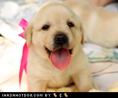 Cyoot Puppy ob teh Day: Pretty in Pink - I Has A Hotdog - Dog Pictures ...