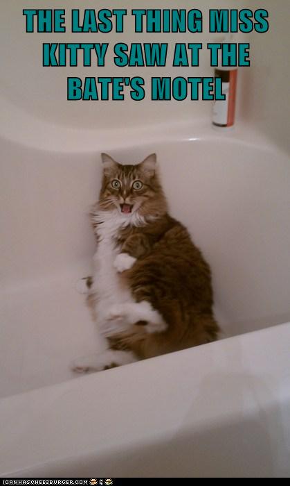 So This Is Why Cats Dont Like Showers Lolcats Lol Cat Memes