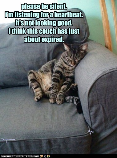 Lolcats - Sad - Page 3 - LOL at Funny Cat Memes - Funny cat pictures ...