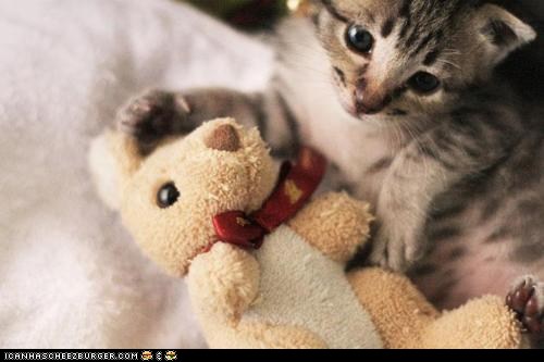 Cyoot Kitteh of teh Day: Say Hello to My Little Friend - I Can Has ...