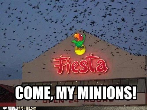 We Attack at Dawn! - Animal Comedy - Animal Comedy, funny animals ...