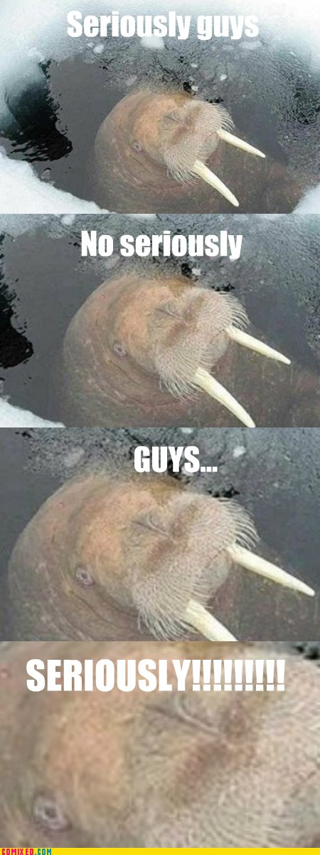 Walrus Face Memes