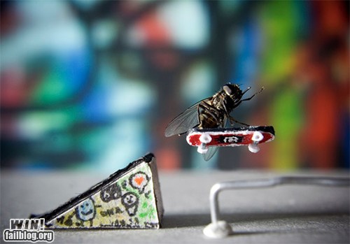 Fly Boarding WIN - WIN! - epic win photos