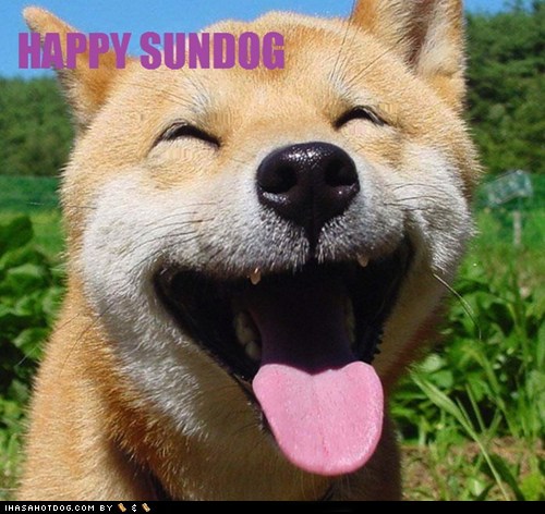 Happy Sundog! - I Has A Hotdog - Dog Pictures - Funny pictures of dogs ...