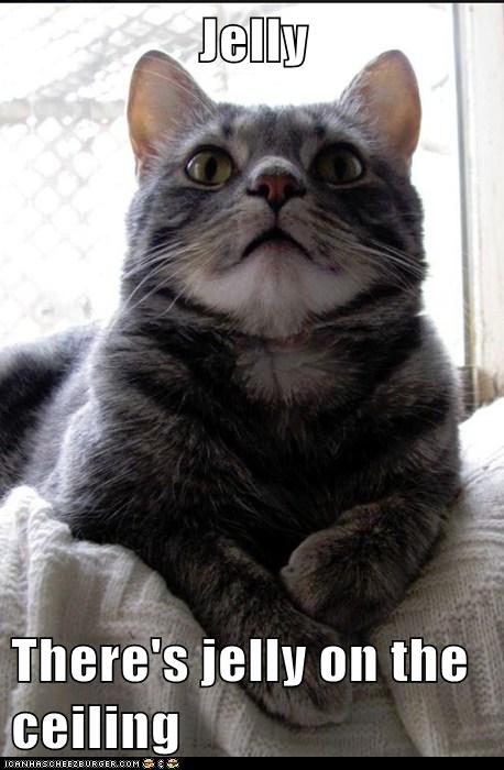 Jelly - Lolcats - lol | cat memes | funny cats | funny cat pictures ...