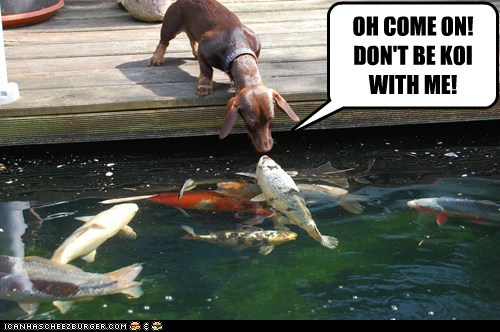 Flirtatious Fish - I Has A Hotdog - Dog Pictures - Funny pictures of ...