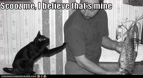 Classic LOLcat - Lolcats - lol | cat memes | funny cats | funny cat ...