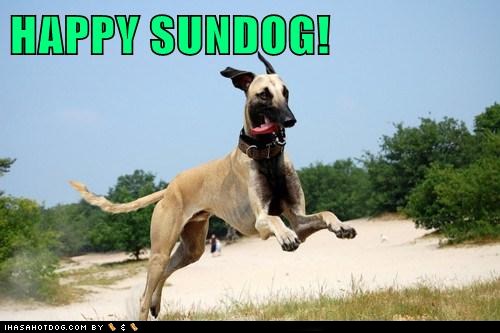 What Does Happy Sundog Mean
