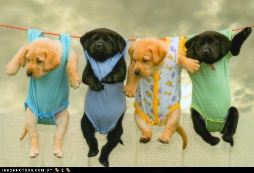 Cyoot Puppy ob teh Day: Hanging Puppies to Dry - I Has A Hotdog - Dog ...