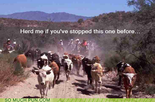 Puns - herd - Funny Puns - Pun Pictures - Cheezburger