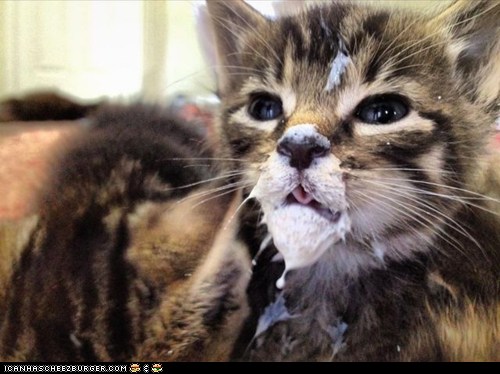 Cyoot Kitteh of teh Day: Do I Have Something on My Face? - I Can Has ...