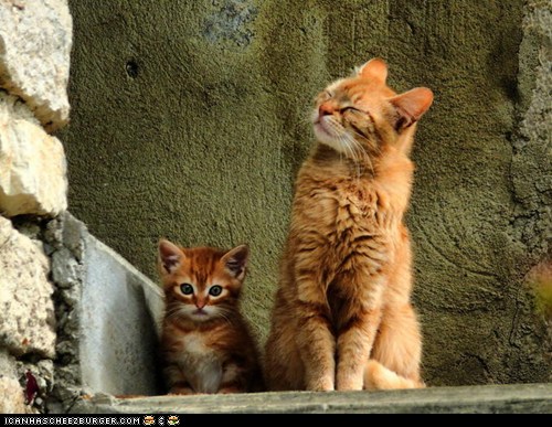 Cyoot Kittehs of teh Day: Proud Mama - I Can Has Cheezburger?