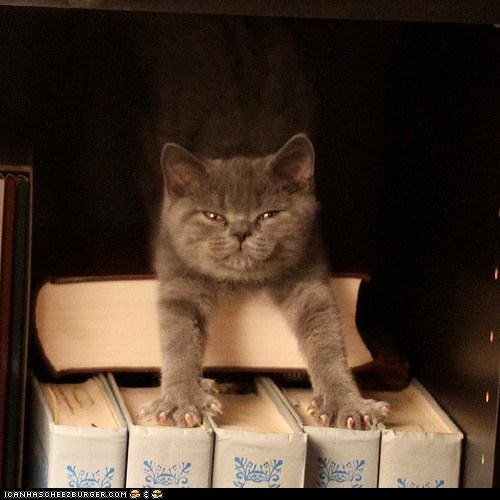 Cyoot Kitteh of teh Day: Curl Up With a Good Book - I Can Has Cheezburger?