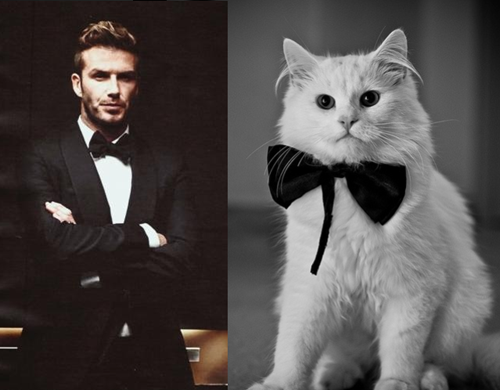 12 Cats That Look Like Male Models - Lolcats - lol | cat memes | funny ...
