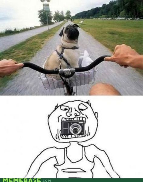 My Dog Is Too Cute for Safety - Memebase - Funny Memes