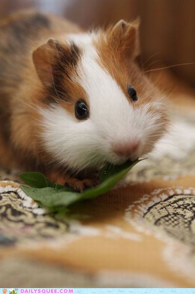 Eat Your Greens! - Daily Squee - Cute Animals - Cute Baby Animals ...