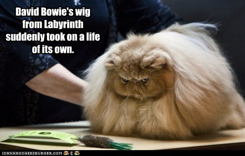 Daddy, Daddy get me out of here! - Lolcats - lol | cat memes | funny ...