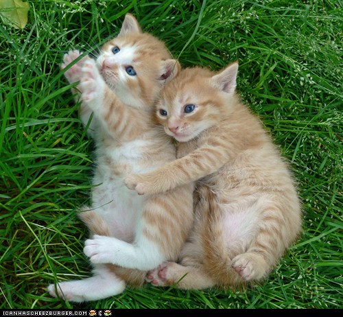 Cyoot Kittehs of teh Day: A Cuddle in the Grass - I Can Has Cheezburger?