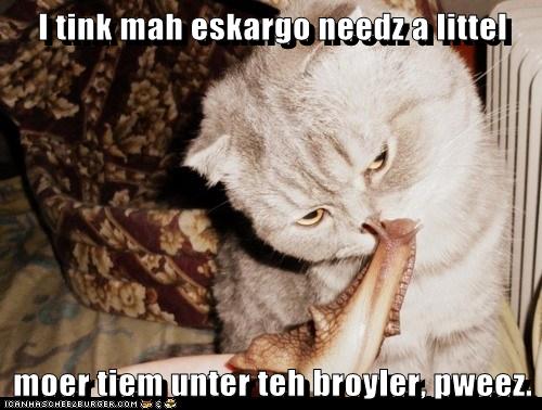 eskargo - Lolcats - lol | cat memes | funny cats | funny cat pictures ...