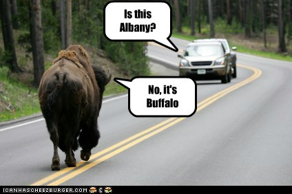 Duh! - Animal Comedy - Animal Comedy, funny animals, animal gifs