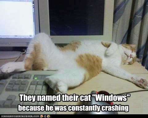 They named their cat "Windows" - Lolcats - lol | cat memes | funny cats ...